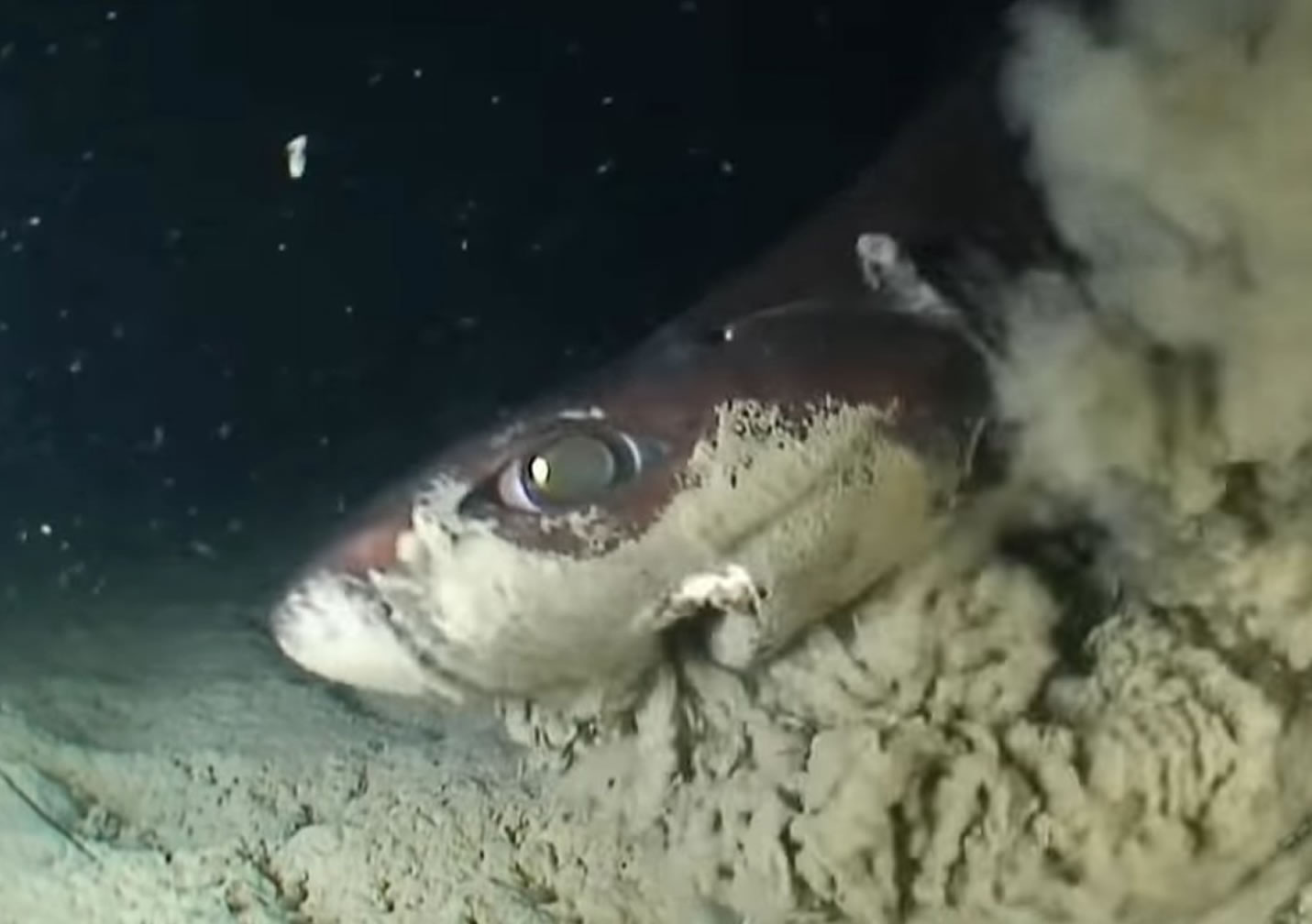 What lurks in the depths?