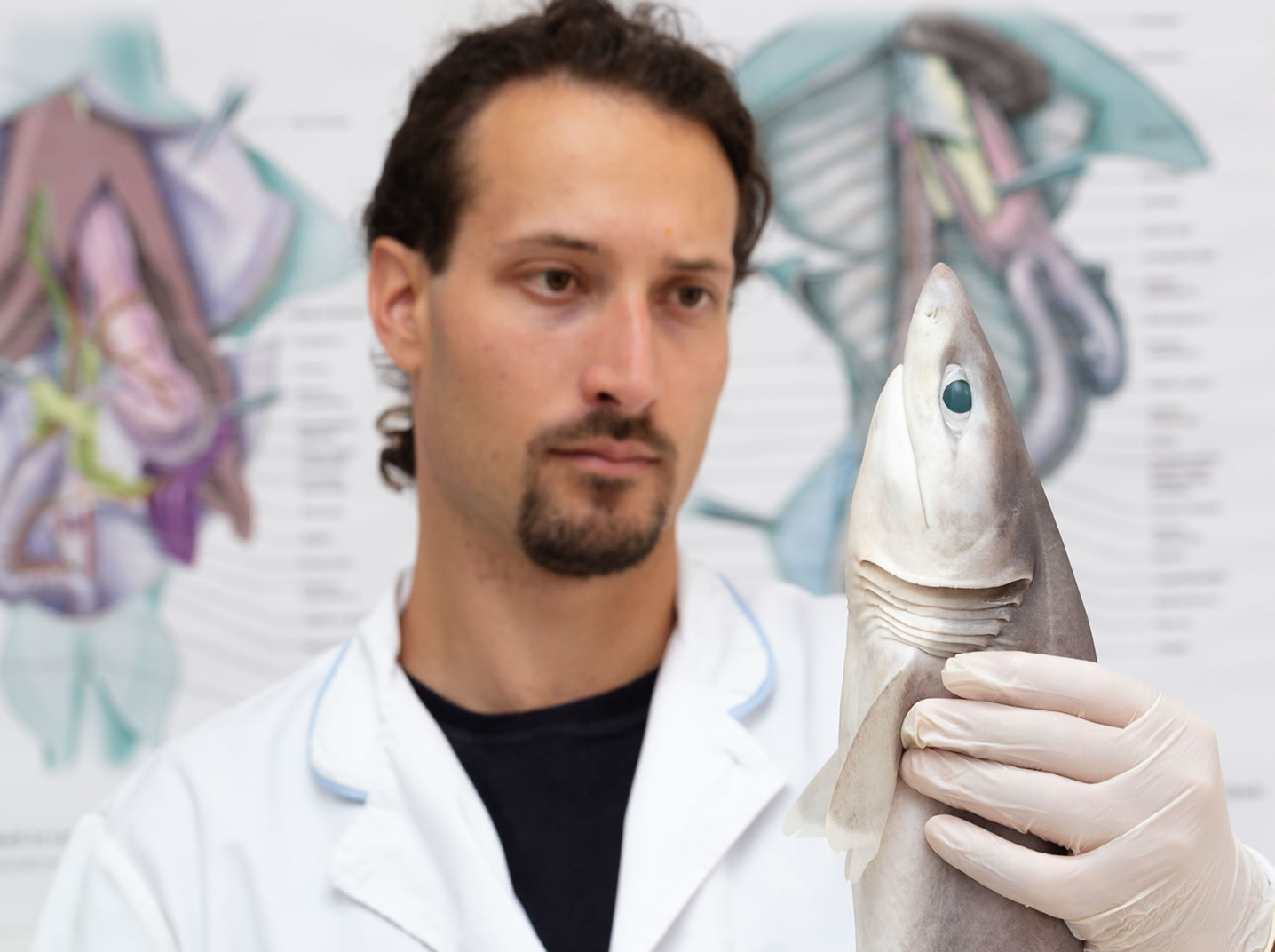 Sharklab ADRIA – Internship