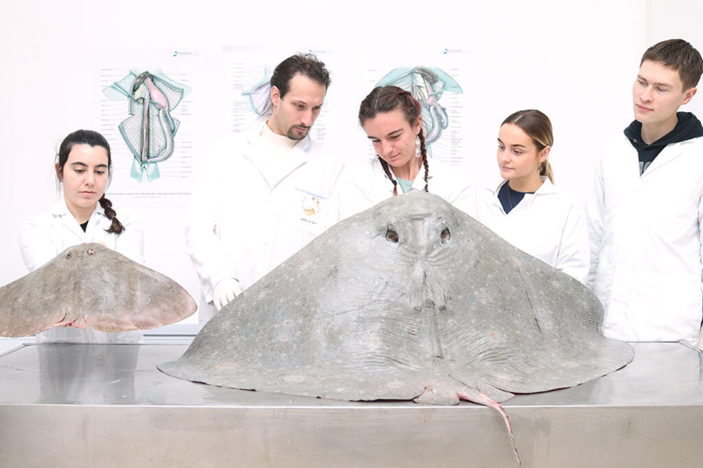 Sharklab ADRIA – Internship