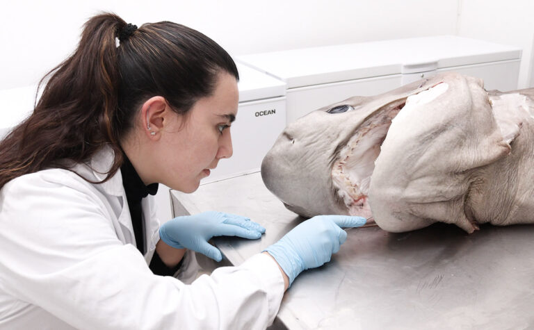 Sharklab ADRIA – Internship