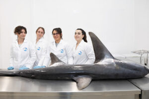 Sharklab ADRIA – Internship