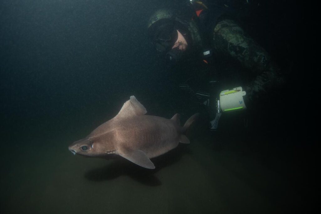 Sharklab ADRIA – Internship