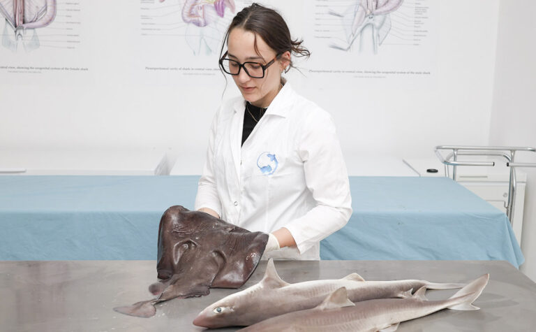 Sharklab ADRIA – Internship